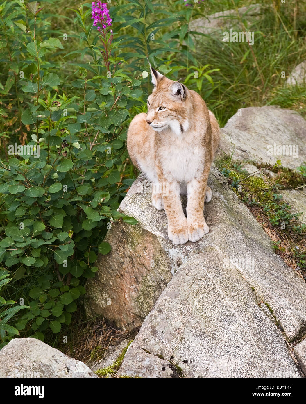 Single lynx lynx lynx sitting on rock hi-res stock photography and ...
