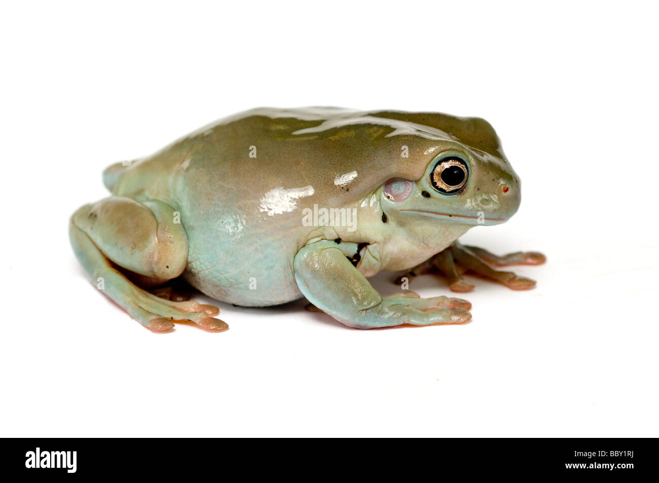Whites tree frog hi-res stock photography and images - Alamy