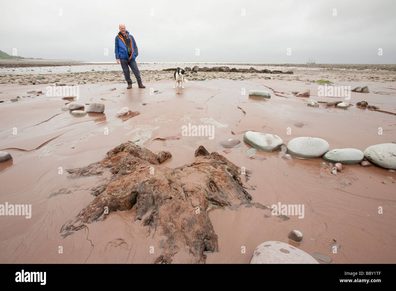 Submarine forest revealed at low tide at Porlock Weir, evidence of ...