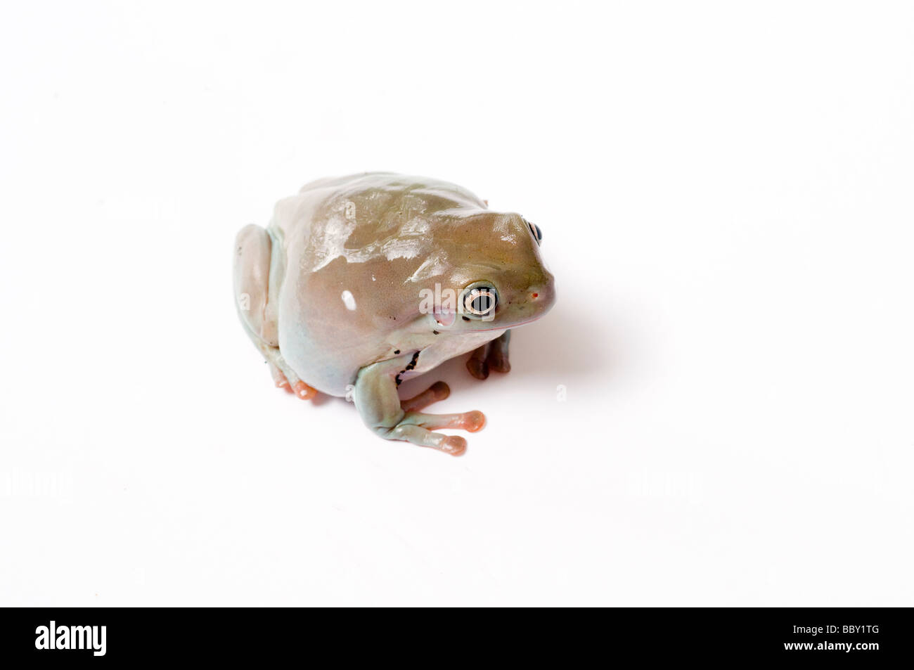 White’s tree frog hi-res stock photography and images - Alamy