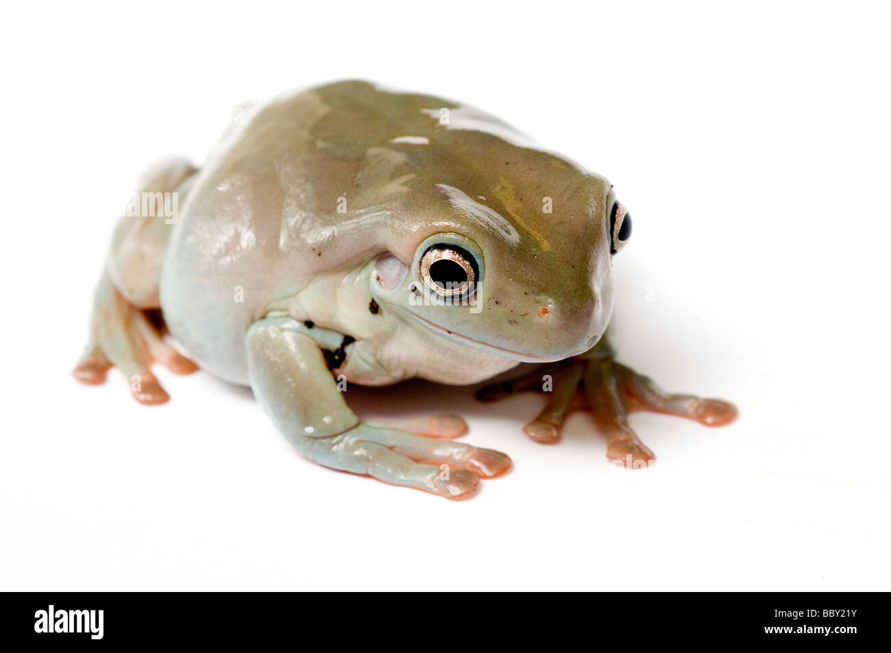 Whites tree frog litoria caerulea hi-res stock photography and images ...