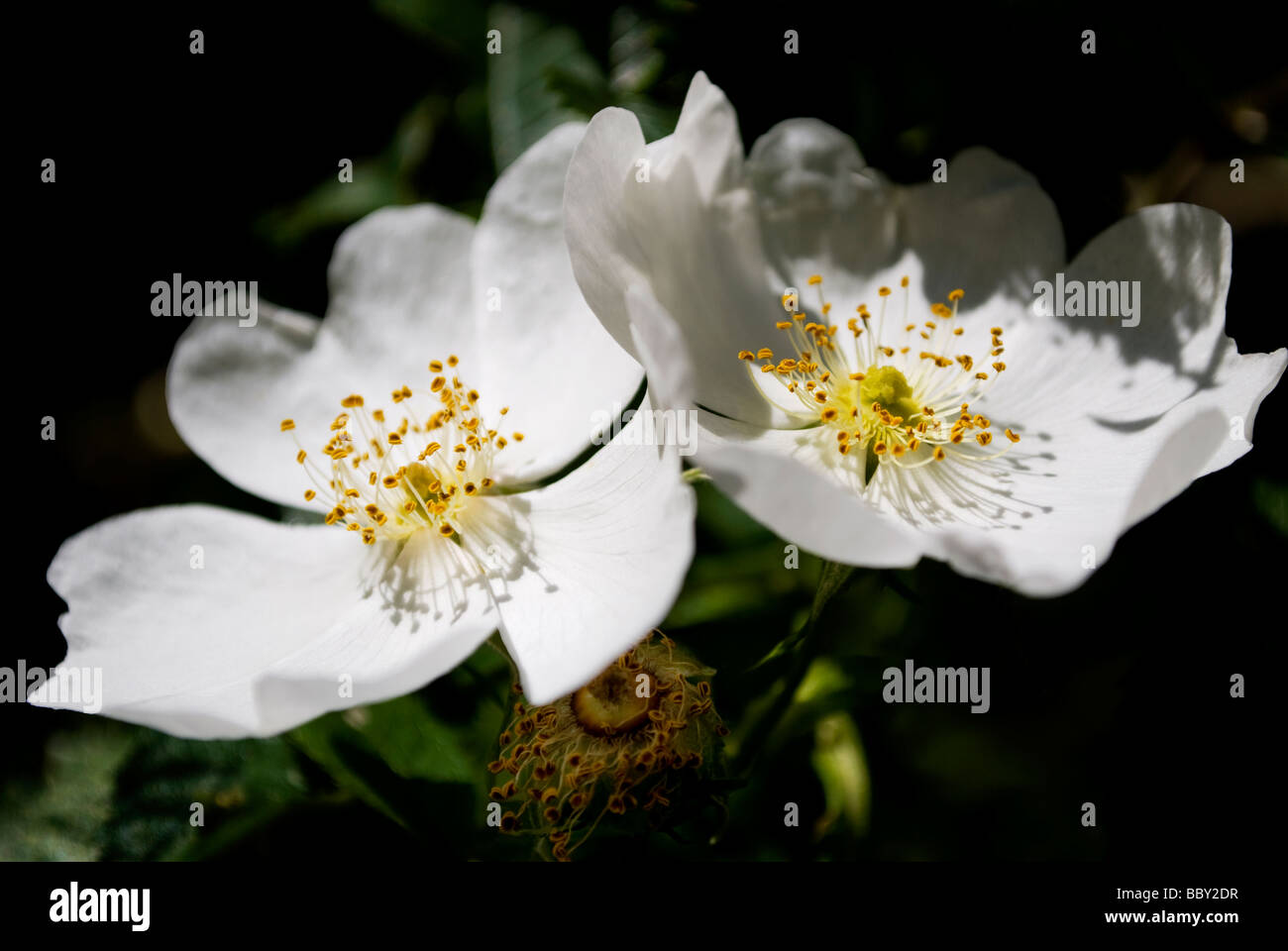 Seeking the sun hi-res stock photography and images - Alamy