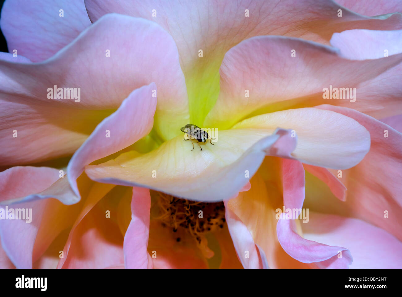 Rose flies hi-res stock photography and images - Alamy
