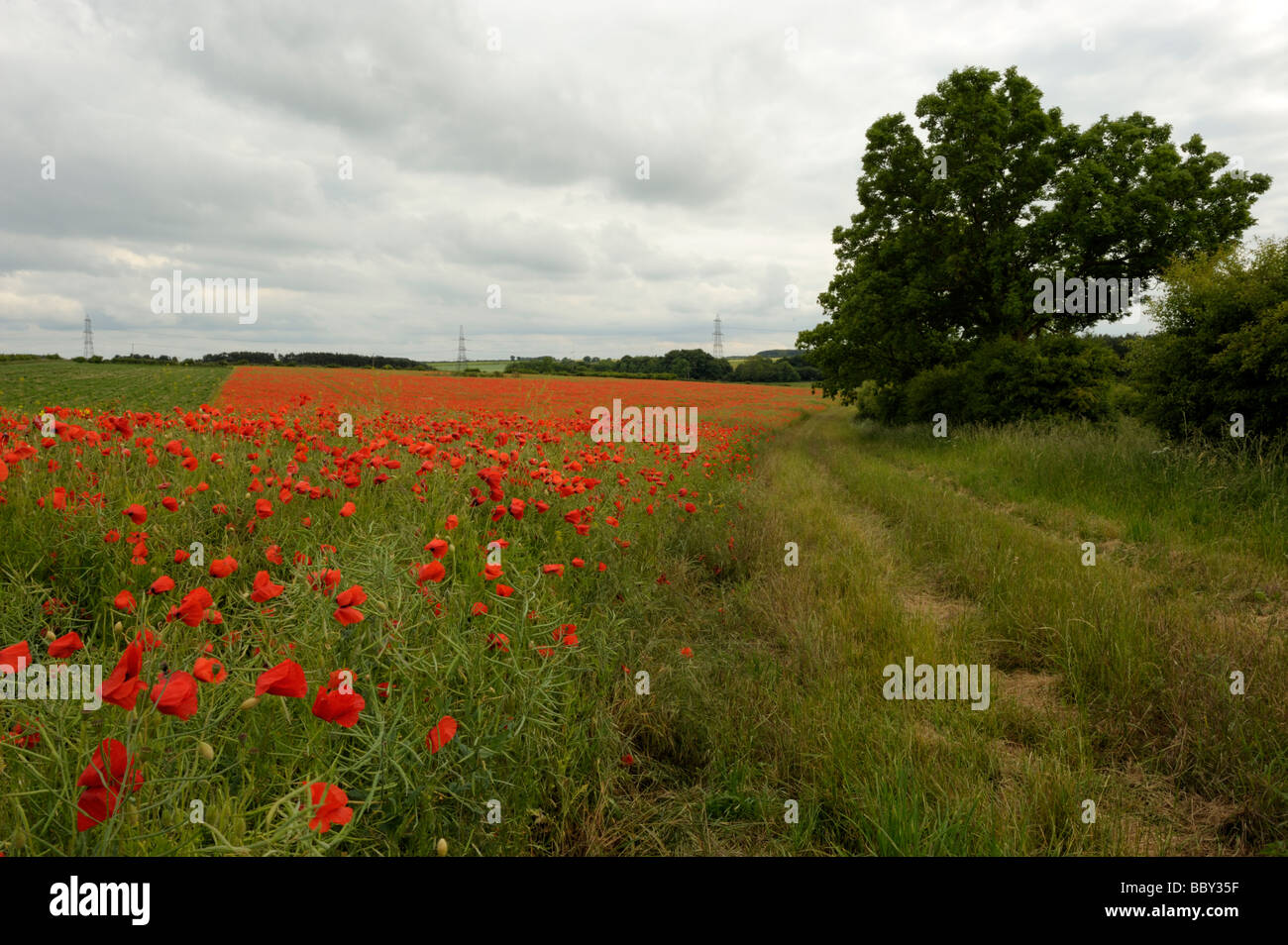 Norfolk Poppy field Stock Photo - Alamy
