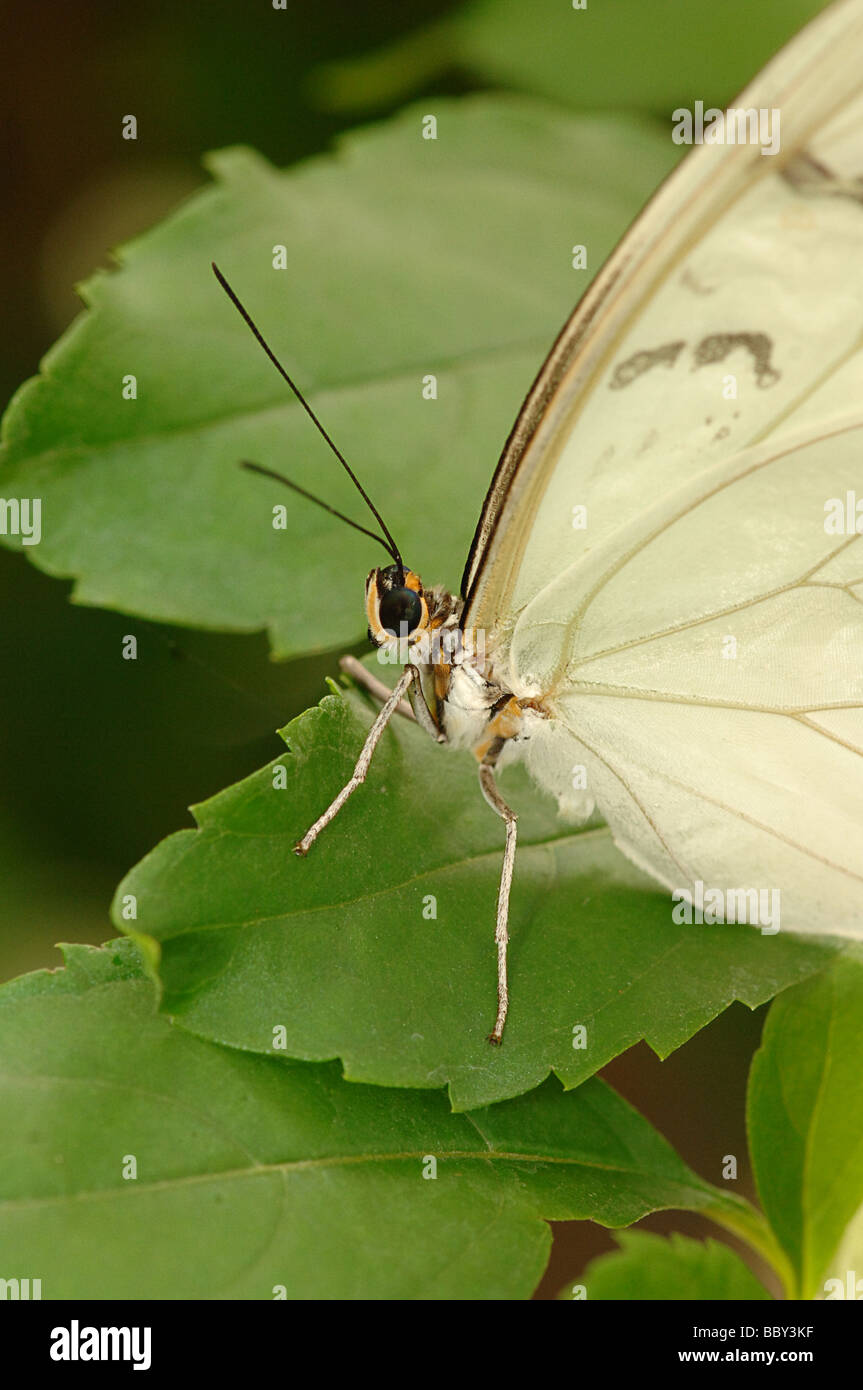 WHITE MORPHO - Morpho polyphemus Stock Photo - Alamy