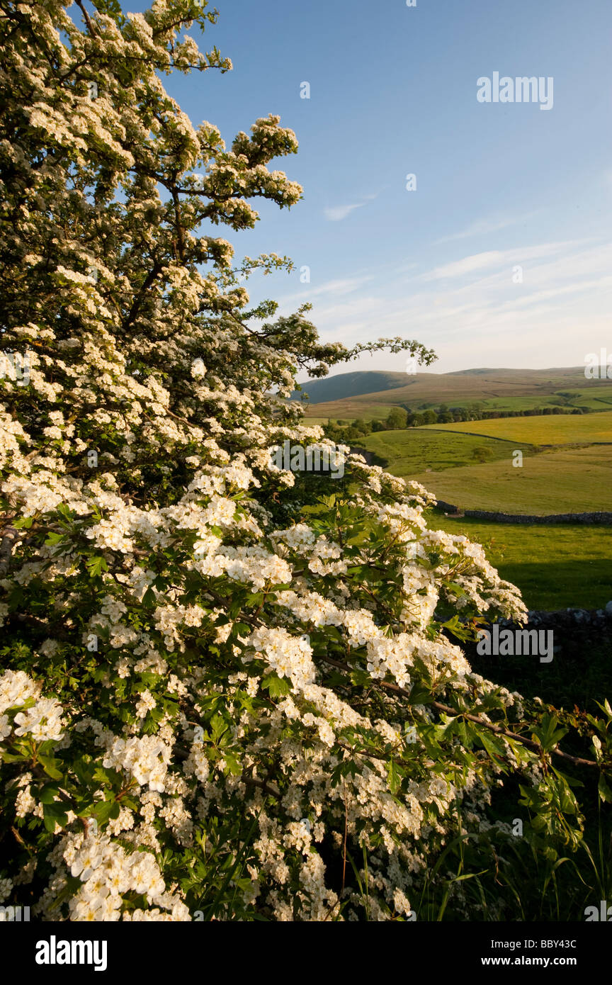 Hawthorn Blossom in spring Crataegus monogyna Stock Photo - Alamy Hawthorn Blossom in spring Crataegus monogyna Stock Photo - Alamy