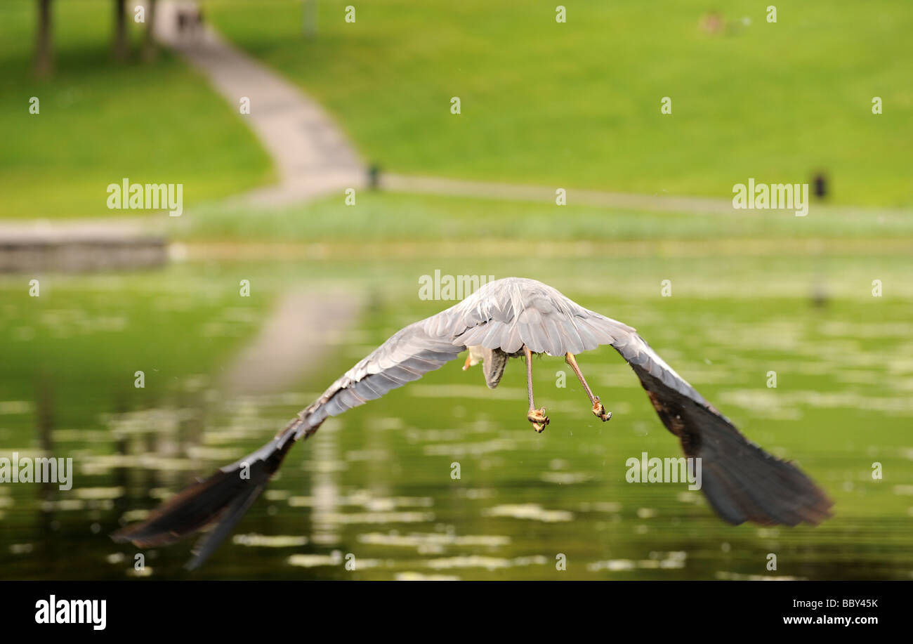 A giant blue heron bird taking flight, flying away at the edge of a ...