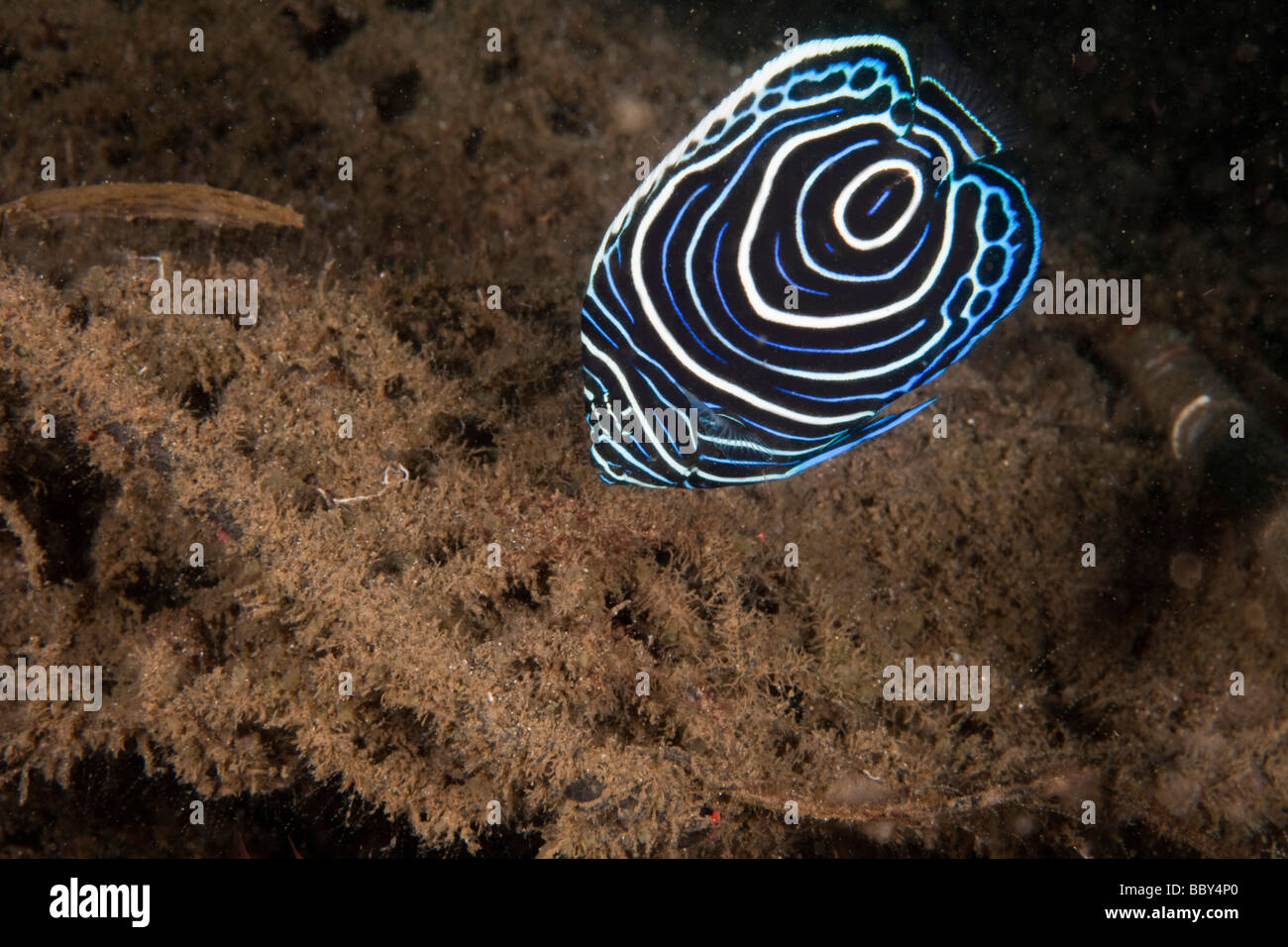 Juvenile emperor angelfish hi-res stock photography and images - Alamy