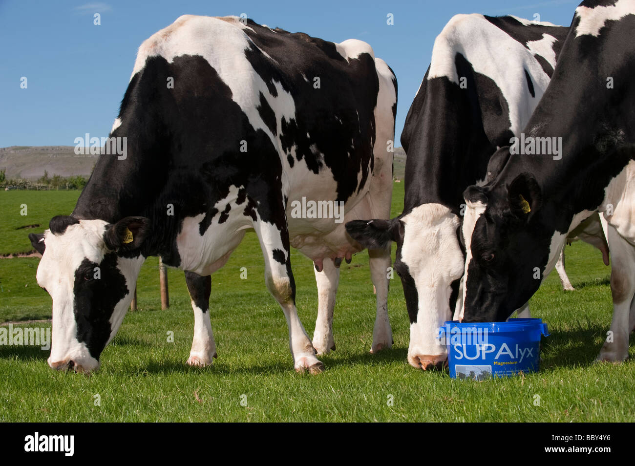 Dairy cattle grazing One cow licking a Magnesium lick which helps ...