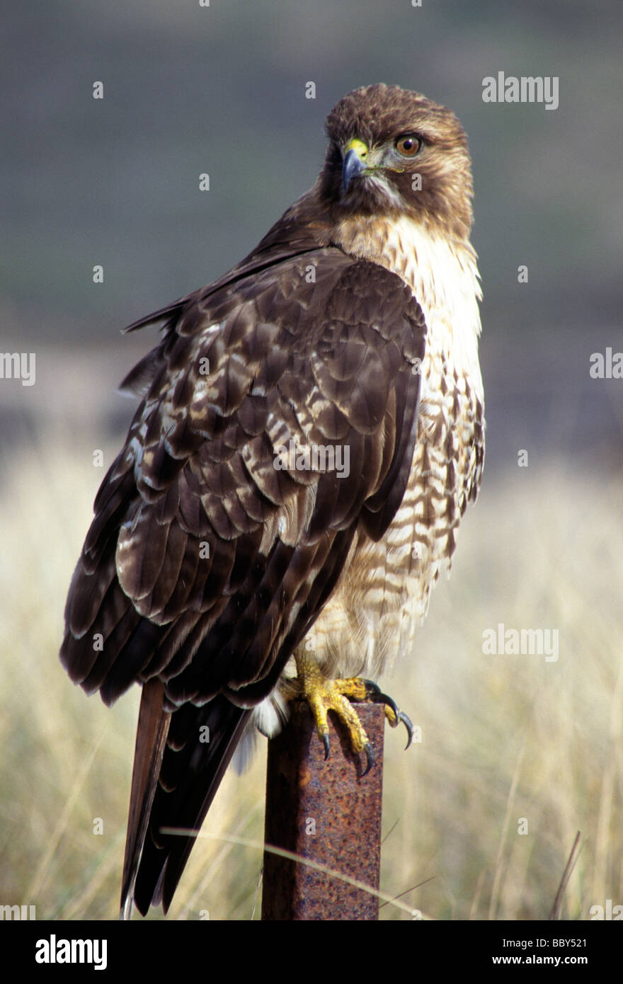Red tailed hawk on fence hi-res stock photography and images - Alamy