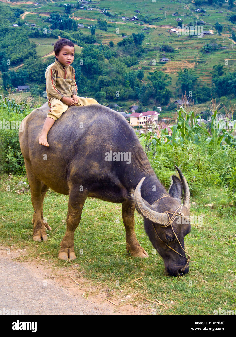 Young boy sitting on buffalo Sapa region Vietnam JPH0226 Stock Photo ...
