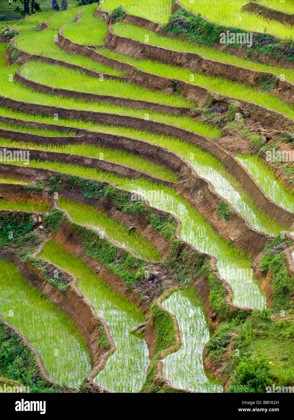 View of terraced rice paddies in Sapa region Vietnam JPH0228 Stock ...