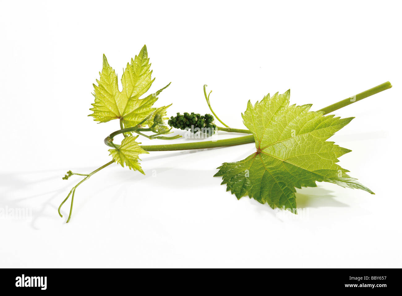 Close up photo of tendrils hi-res stock photography and images - Alamy