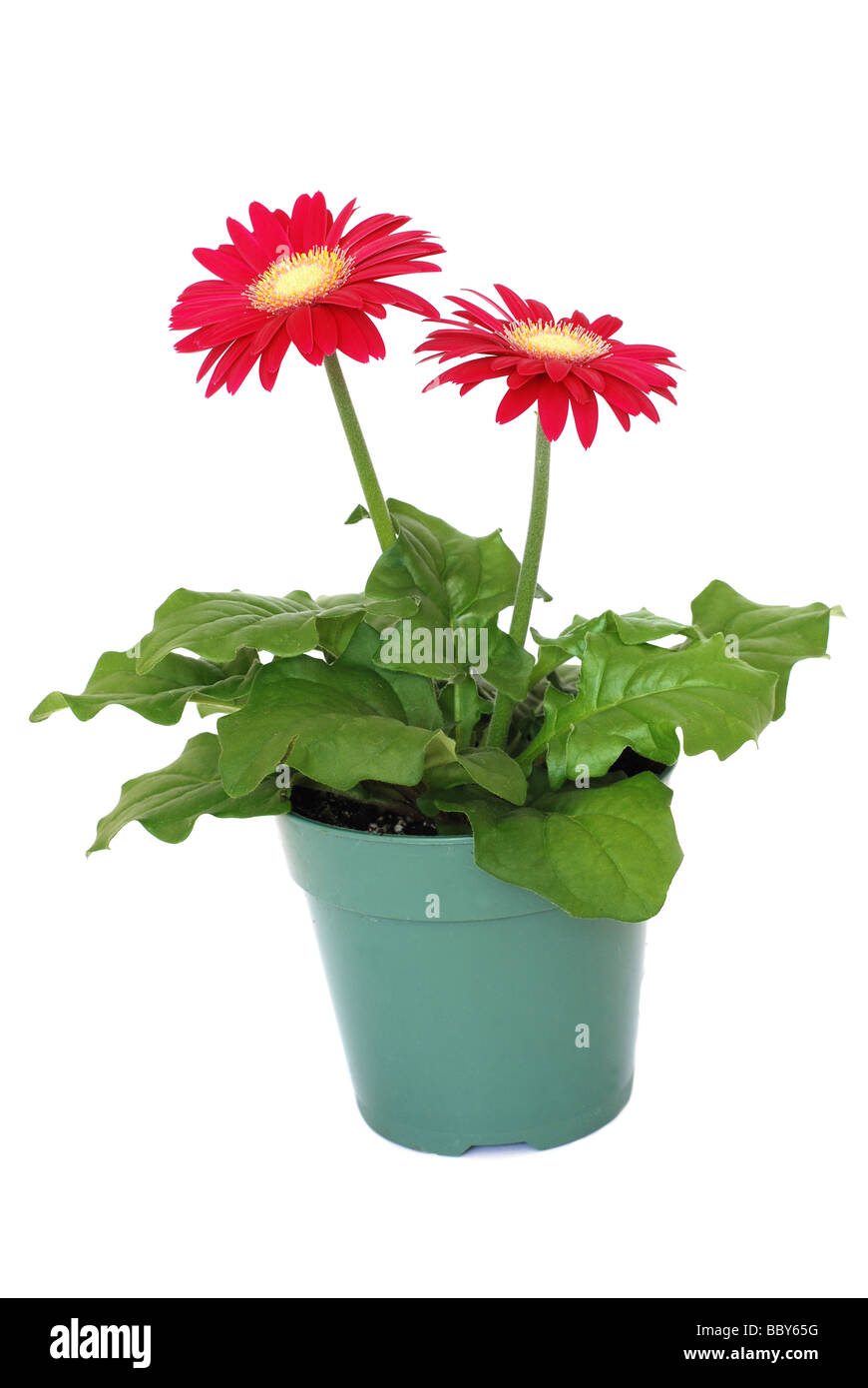 Gerbera plant pot hi-res stock photography and images - Alamy
