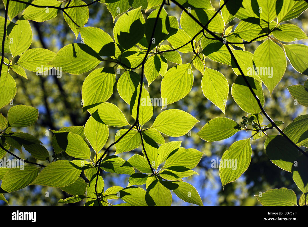 Green forest leaves background Stock Photo - Alamy