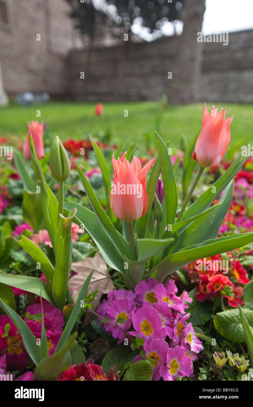 Traditional Turkish tulip growing on the grounds of the Topkapi Palace ...