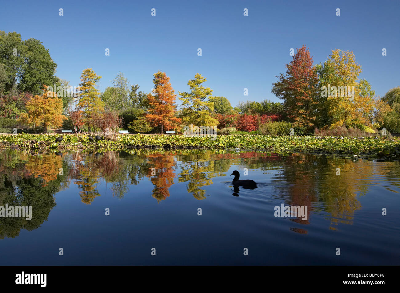 Reflection Pool Bird High Resolution Stock Photography and Images - Alamy