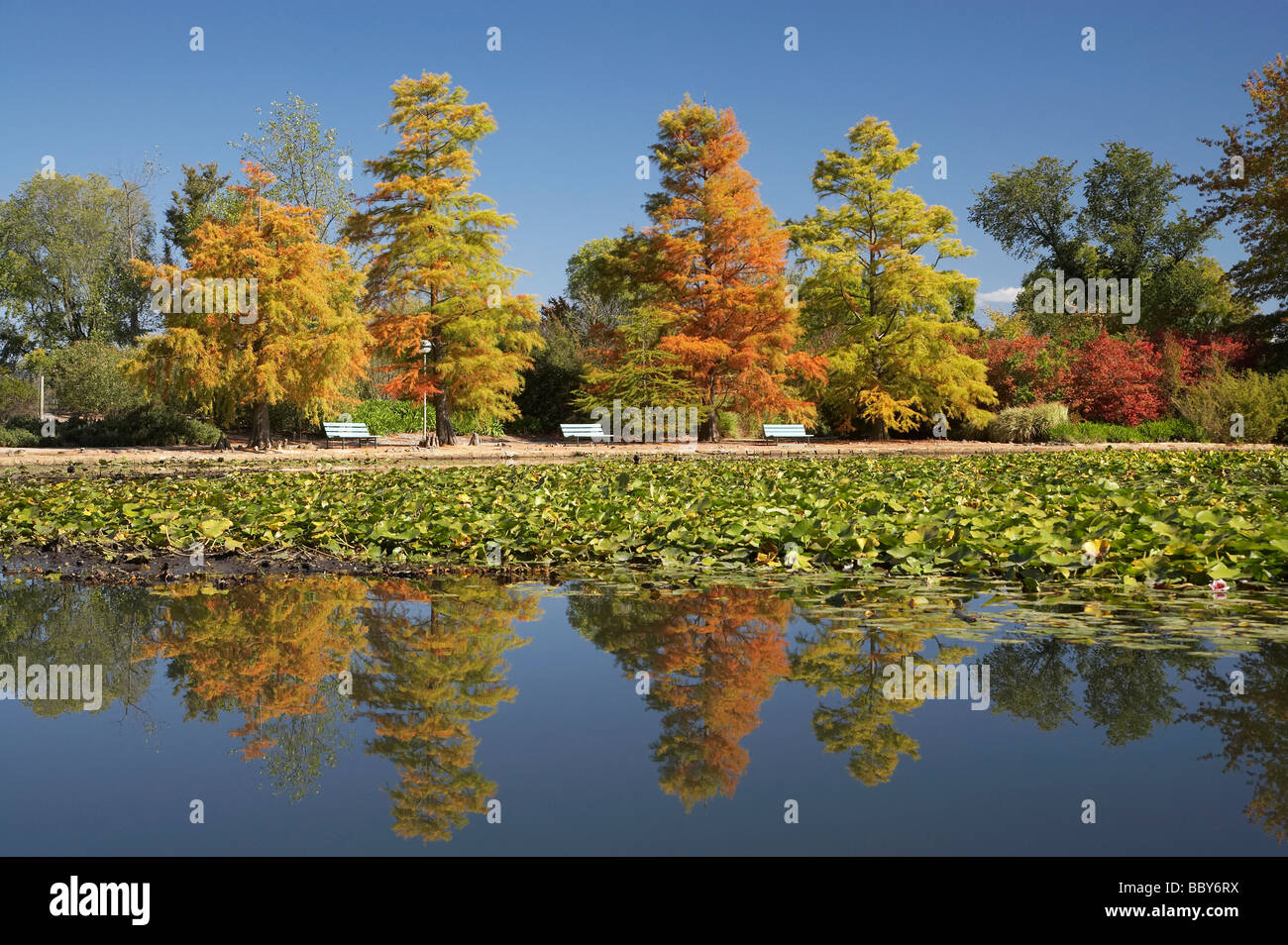 Autumn Colour Reflected in Nerang Pool Commonwealth Park Canberra ACT ...