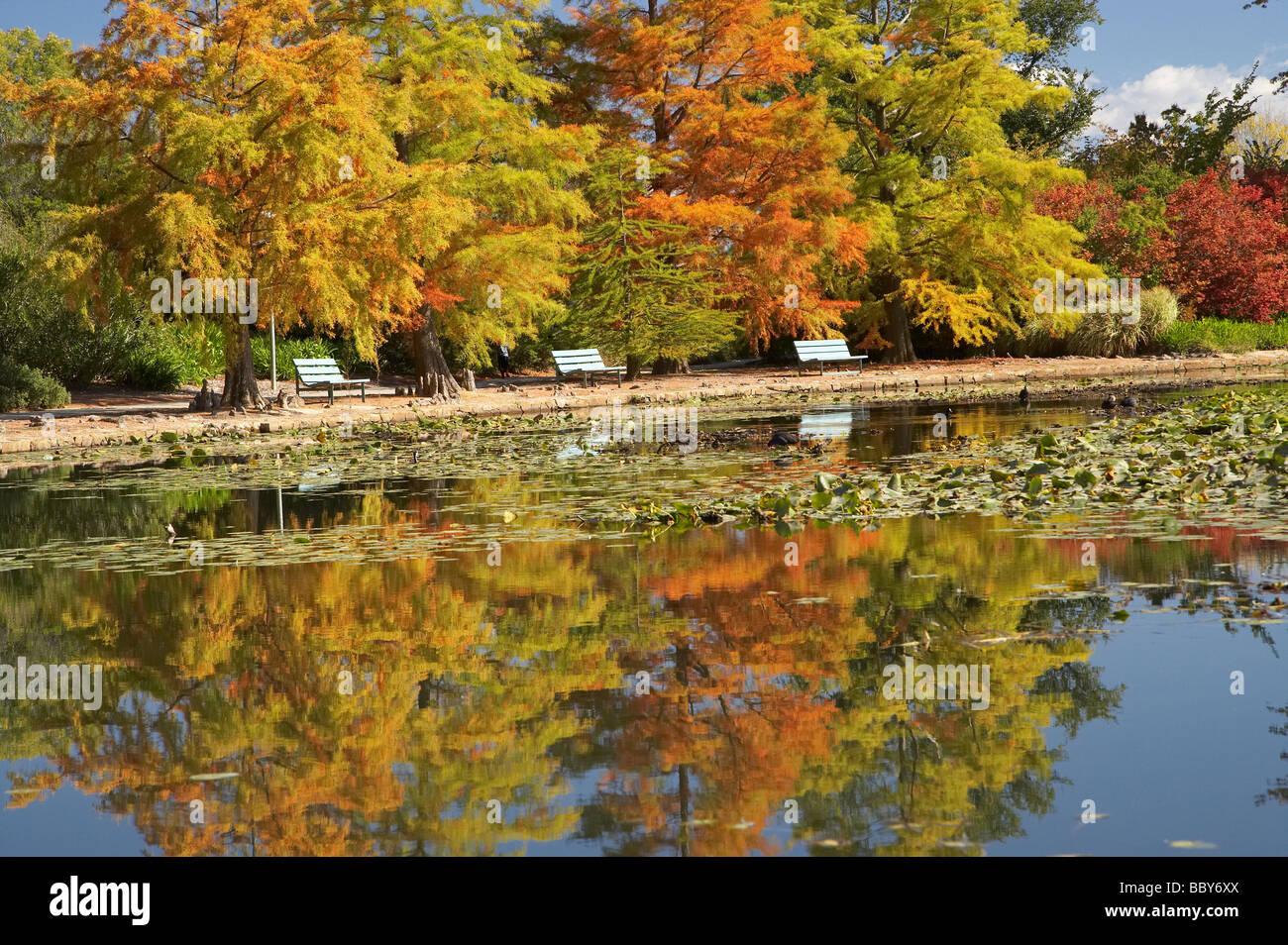 Autumn Colour Reflected in Nerang Pool Commonwealth Park Canberra ACT ...