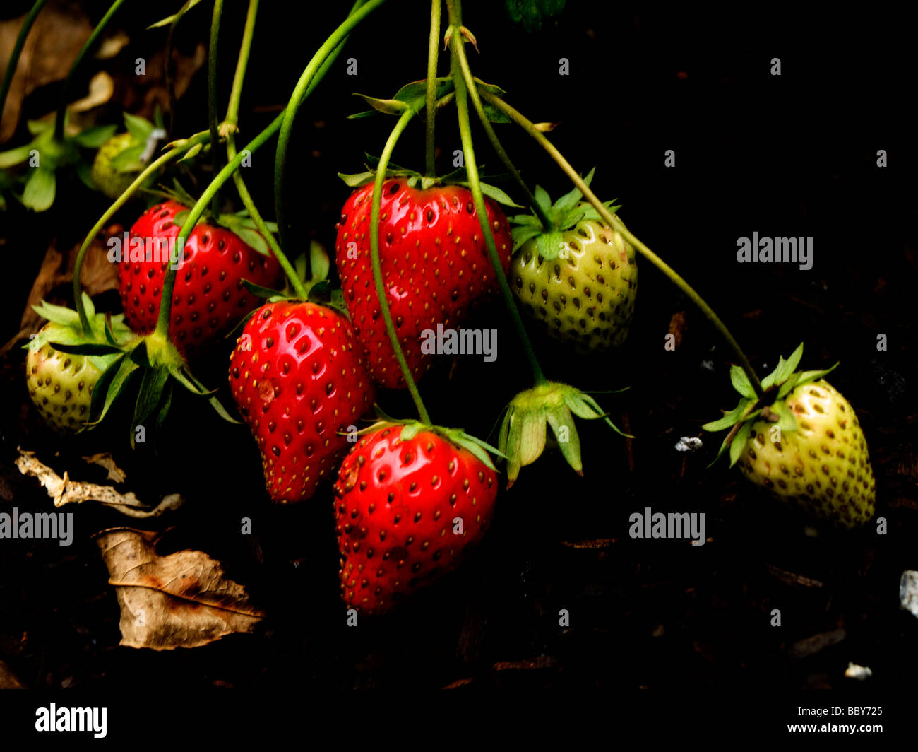 Strawberries Red Gauntlet Fragaria hybrid Stock Photo - Alamy