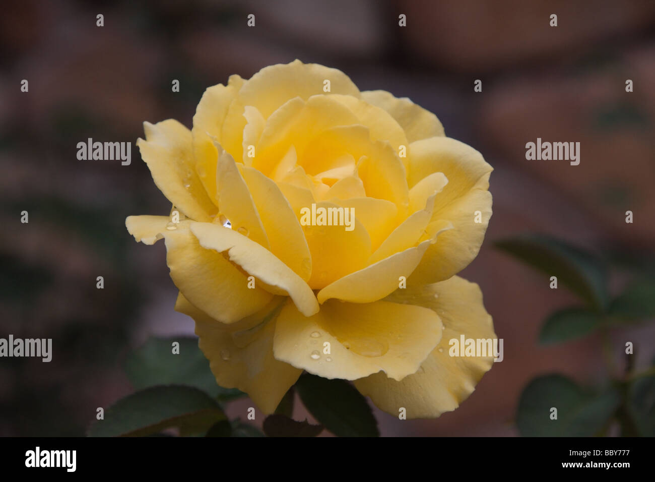 Yellow hybrid tea rose, raindrops, at Duke Gardens, Durham NC USA Stock ...
