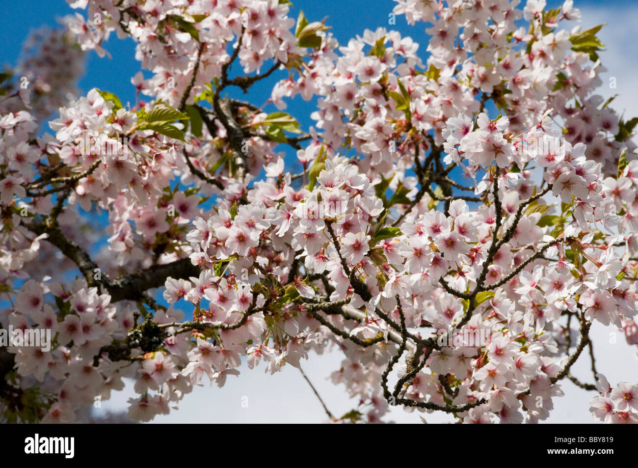 Queen elizabeth park vancouver spring hi-res stock photography and ...