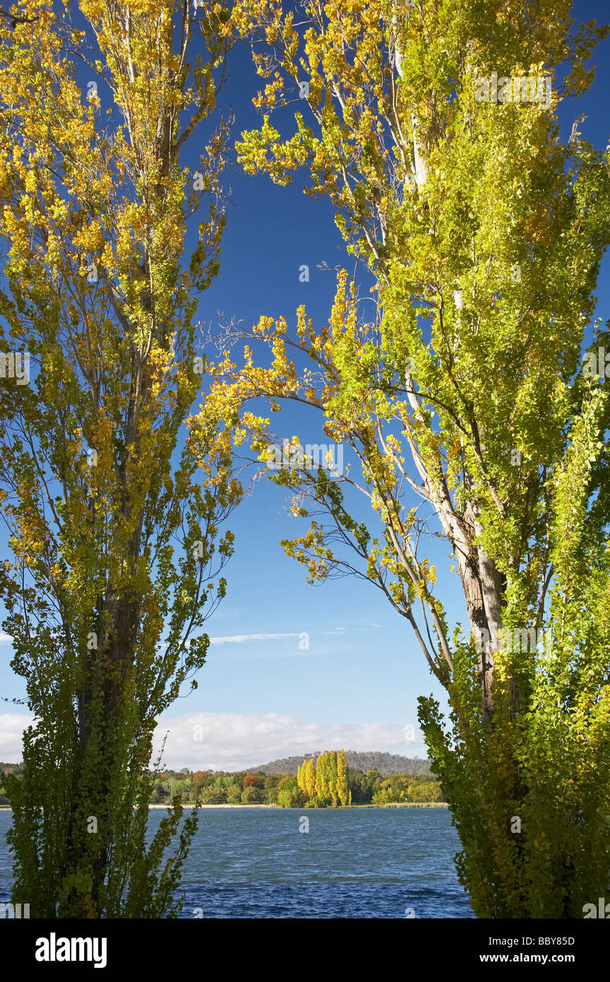 Poplar trees leaves hi-res stock photography and images - Alamy