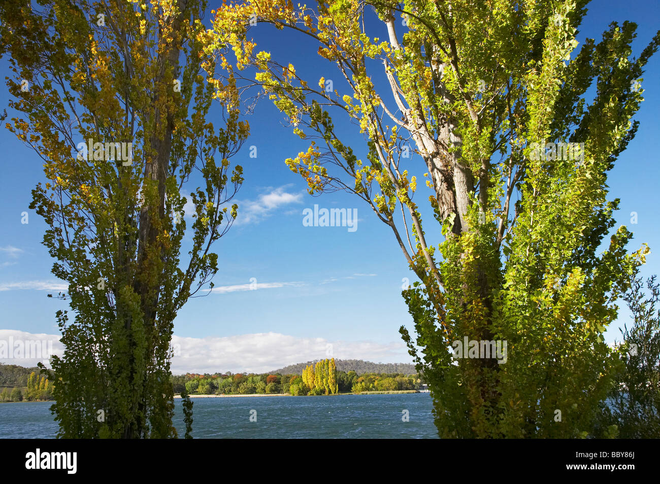 Autumn Poplar Trees Lake Burley Griffin Canberra ACT Australia Stock ...