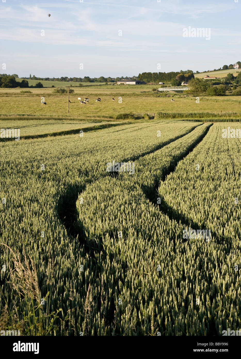 A Wheat Field Stock Photo - Alamy