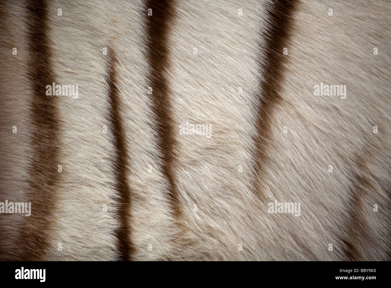 close up of white tiger fur Stock Photo - Alamy
