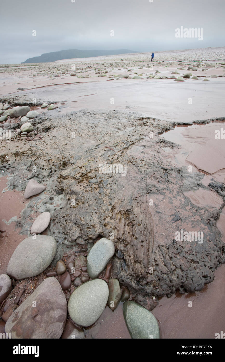 Submarine forest revealed by low tide at Porlock Weir, somerset, UK ...