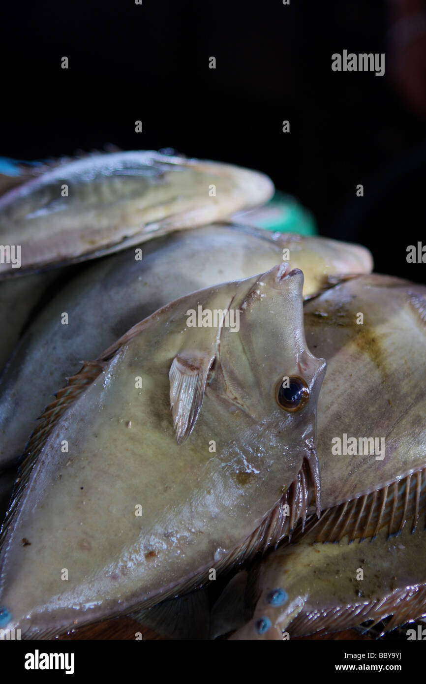 Fish naso on the corn market Stock Photo - Alamy