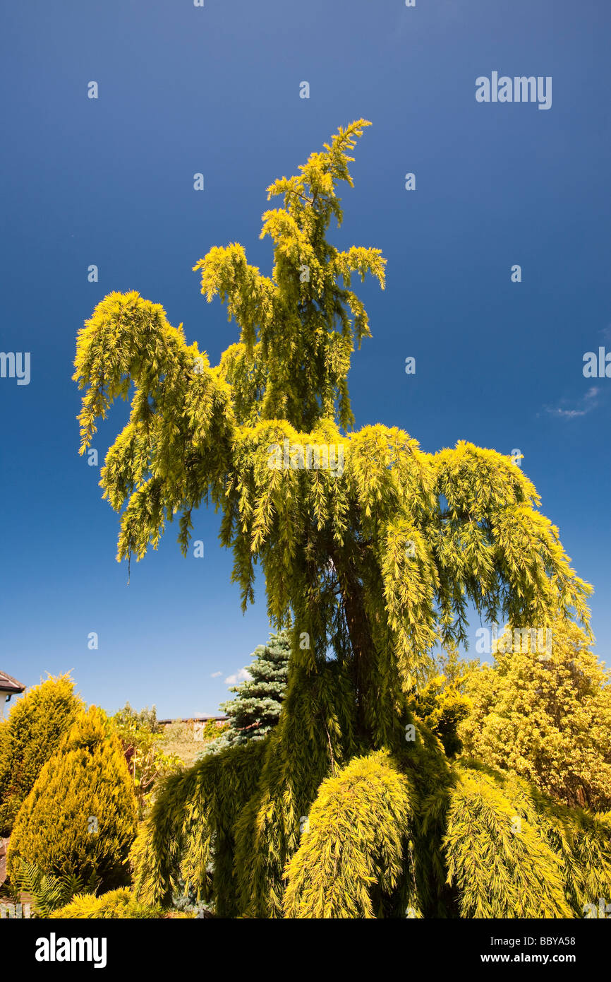 A specimen conifer tree in a Garden cornwall UK Stock Photo - Alamy