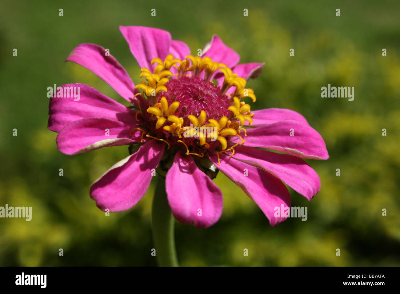 Colourful Pink flower Taken In Diphu, Assam, India Stock Photo - Alamy