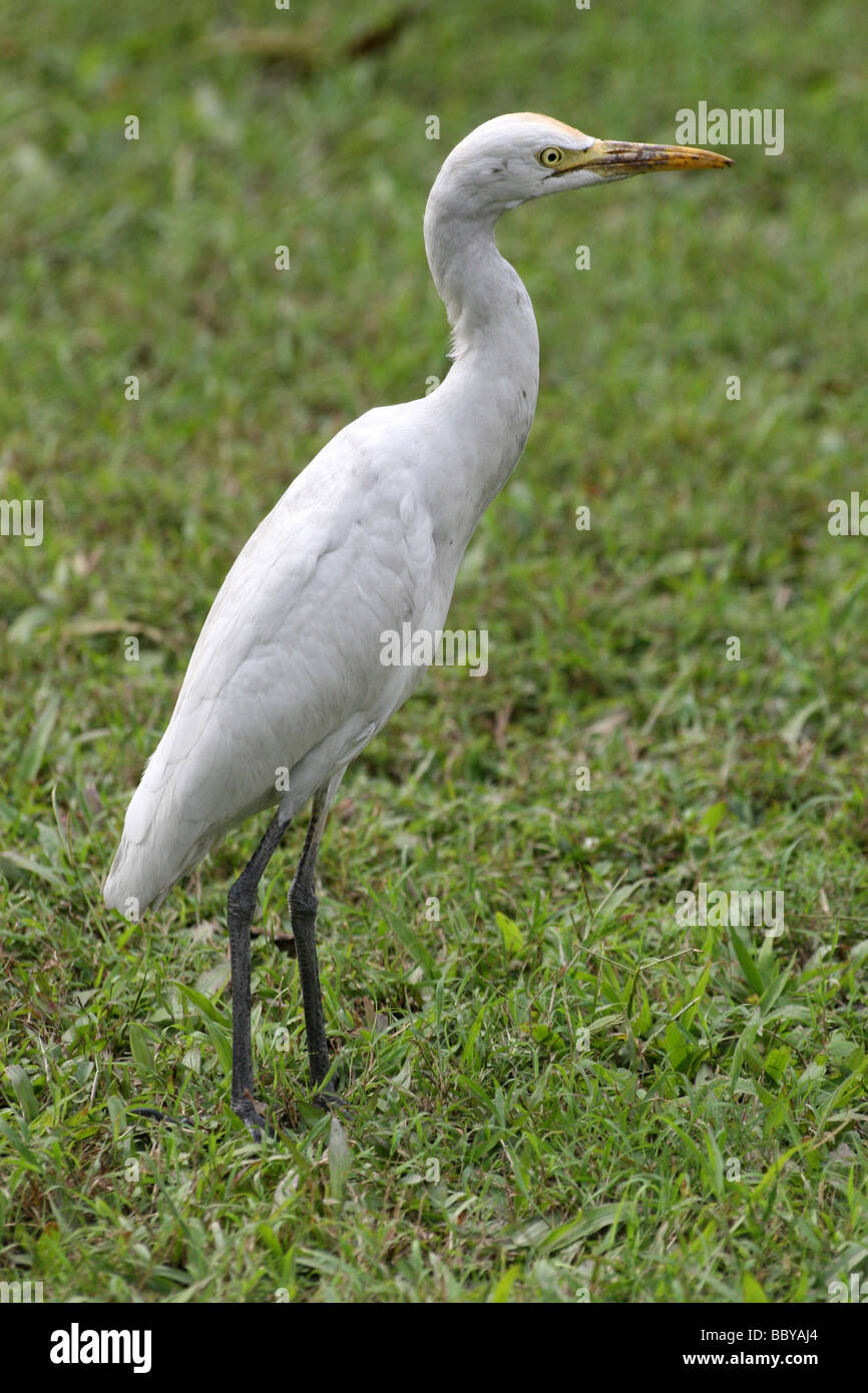 Intermediate or Yellow-billed Egret Ardea intermedia Taken In Kolkata ...