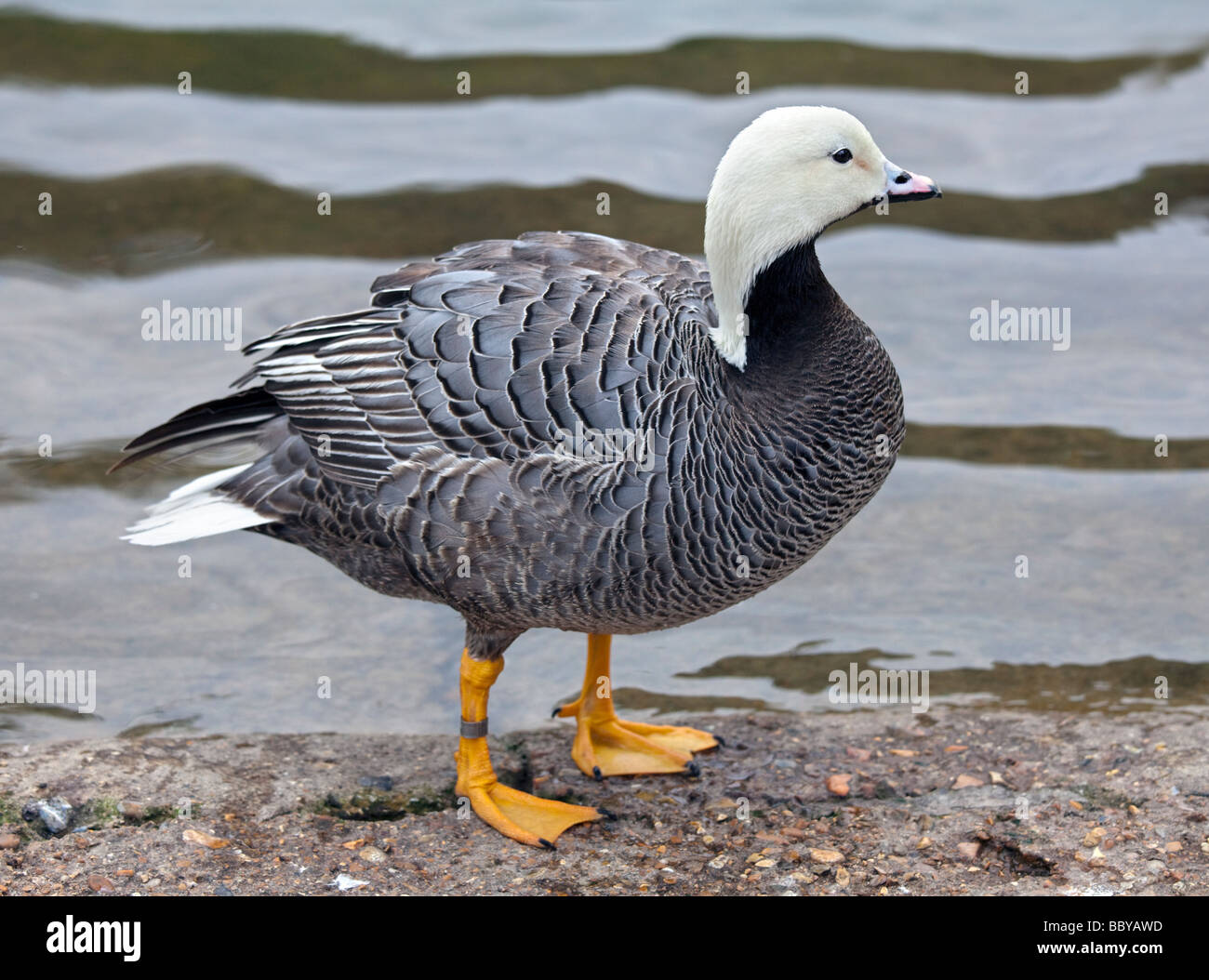 Emperor Goose (chen canagica), UK Stock Photo - Alamy