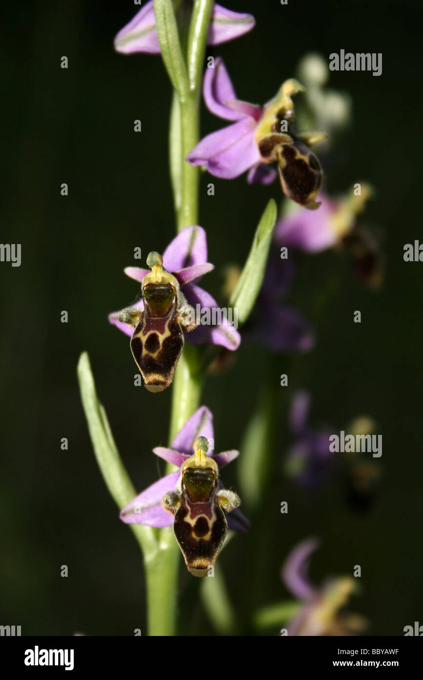 Woodcock Orchid Ophrys scolopax Stock Photo - Alamy