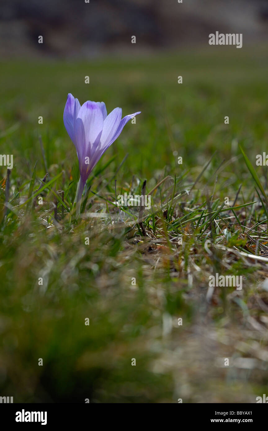 Saffron blooms hi-res stock photography and images - Alamy