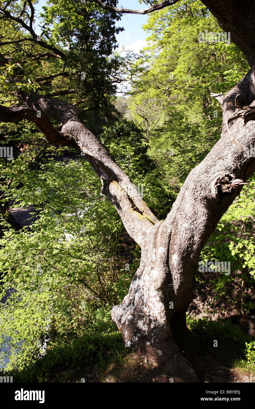 Old tree beside the Sqwd-Clun-Gwyn waterfall on the River Mellte near ...