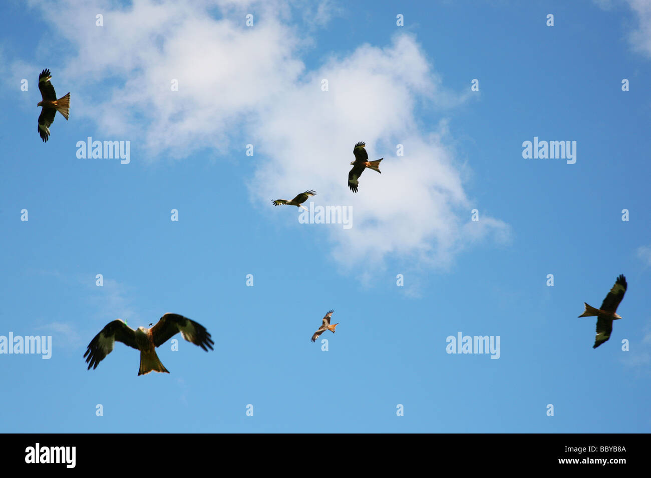 Red kite wales flock hi-res stock photography and images - Alamy