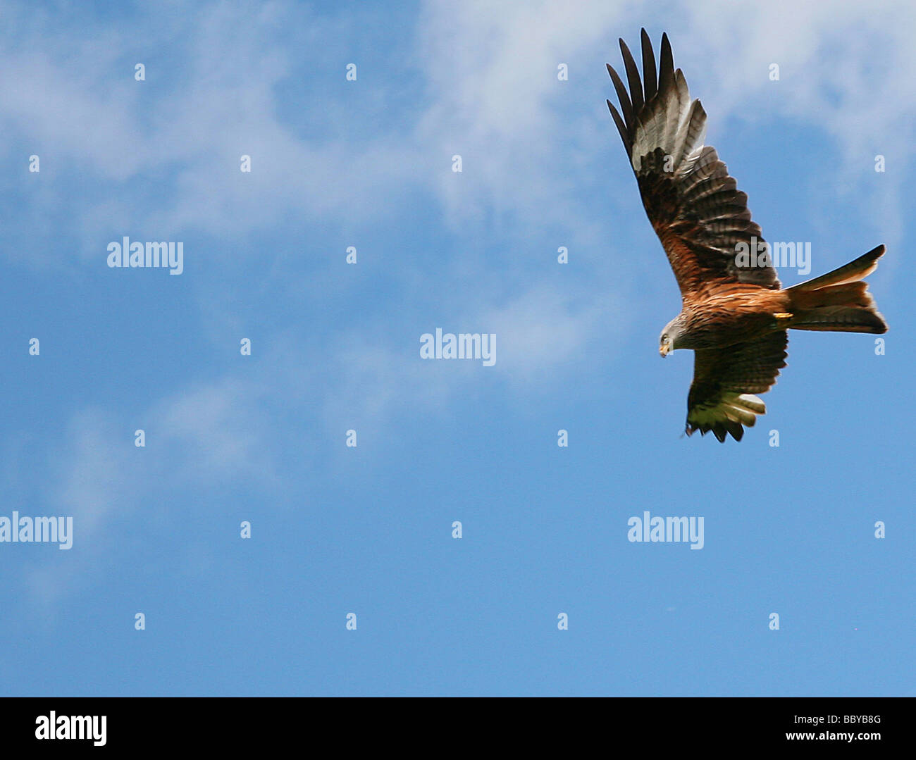 Red Kite flock to feed at The Black Mountain Red Kite Feeding Station ...
