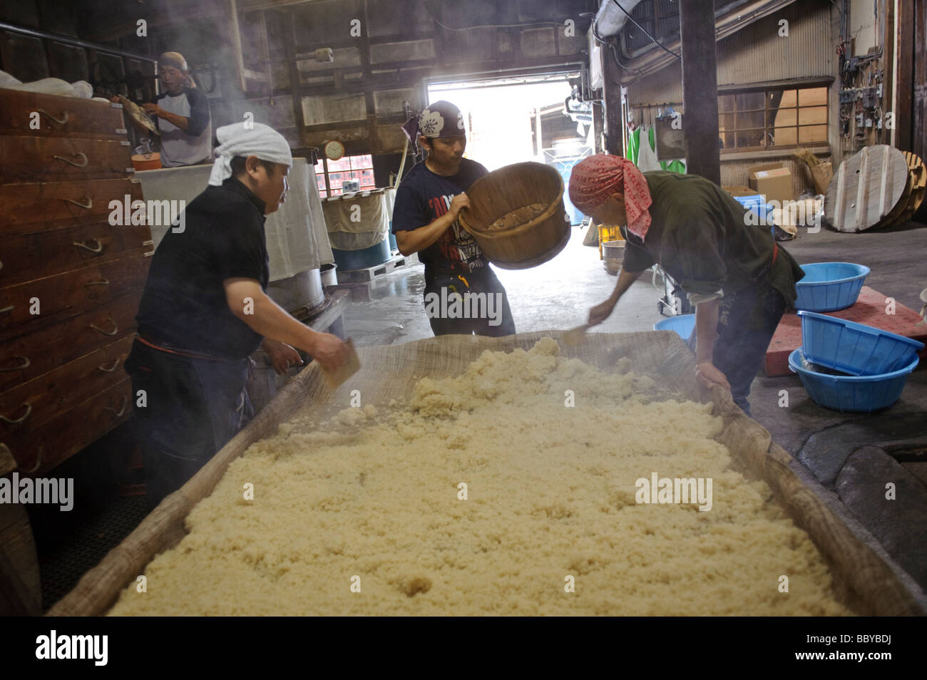 Preparing steamed rice, Terada Honke sake brewery, Kozaki, Chiba, Japan ...