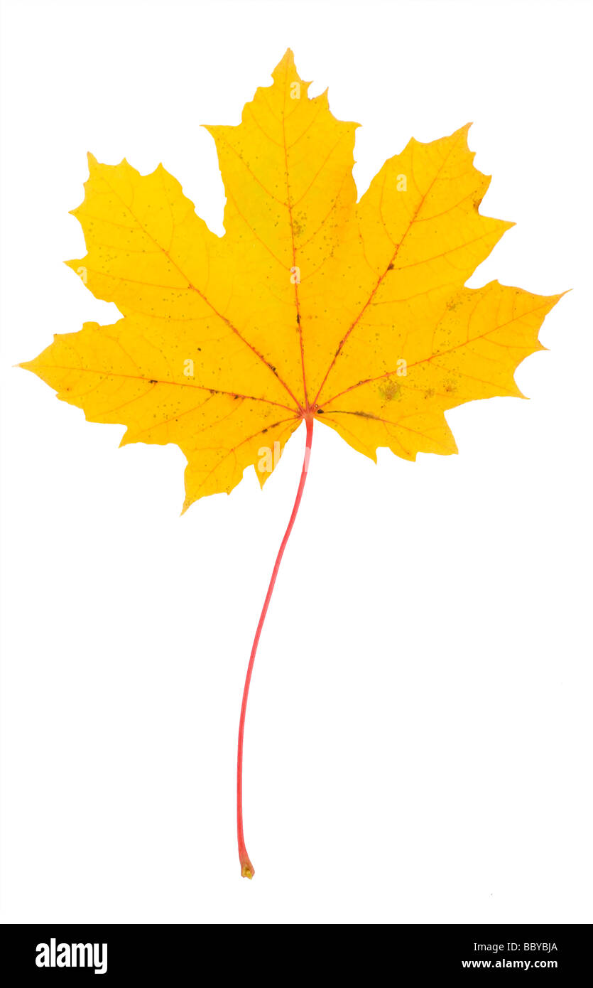 Autumn Maple leaf Stock Photo - Alamy