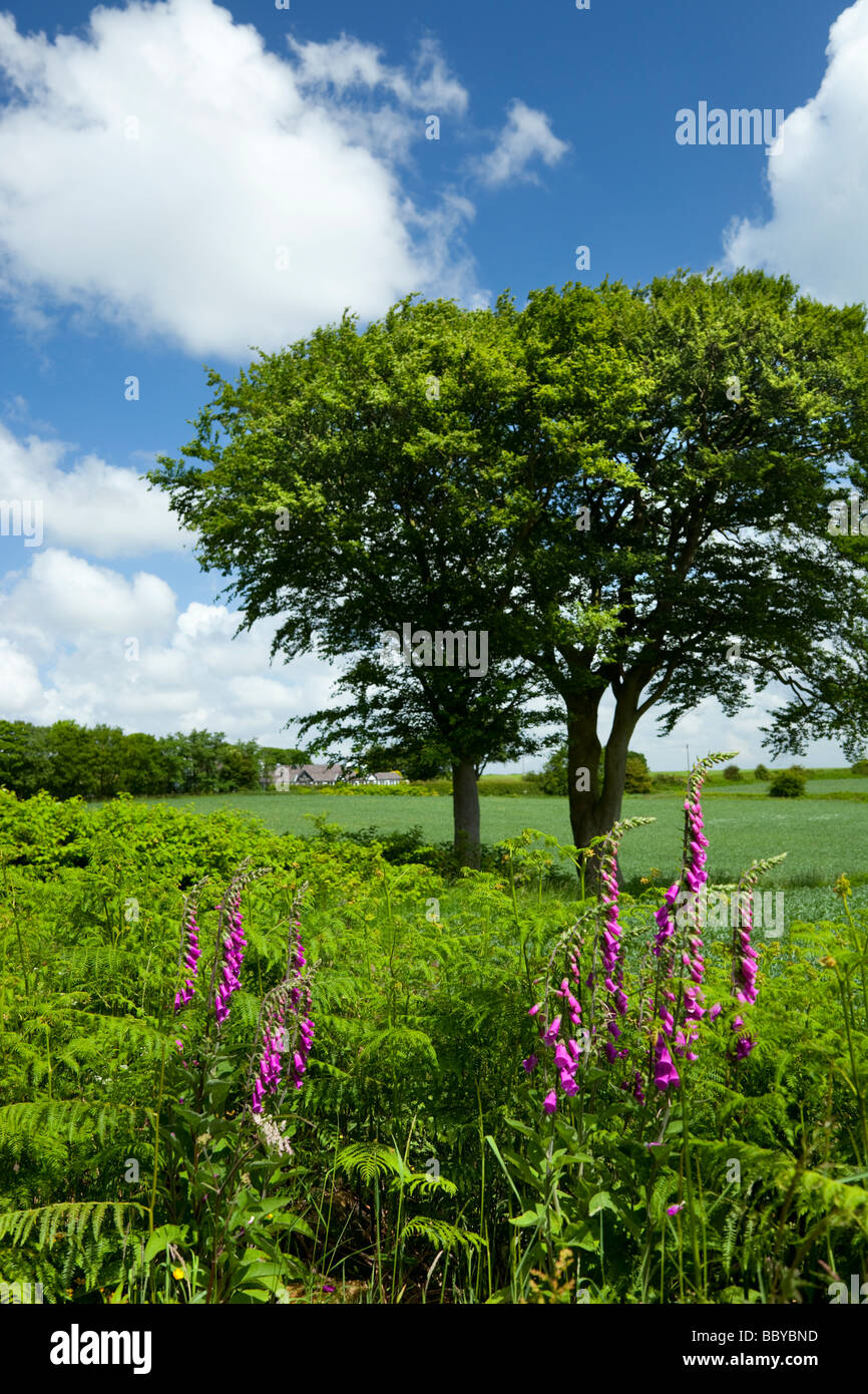 High Moor countryside scene Stock Photo - Alamy
