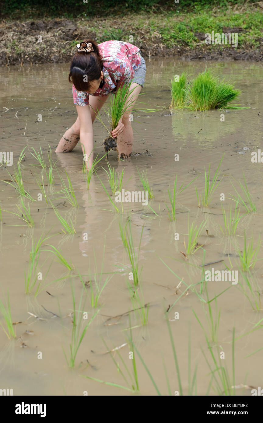 Japan rice planting hi-res stock photography and images - Alamy