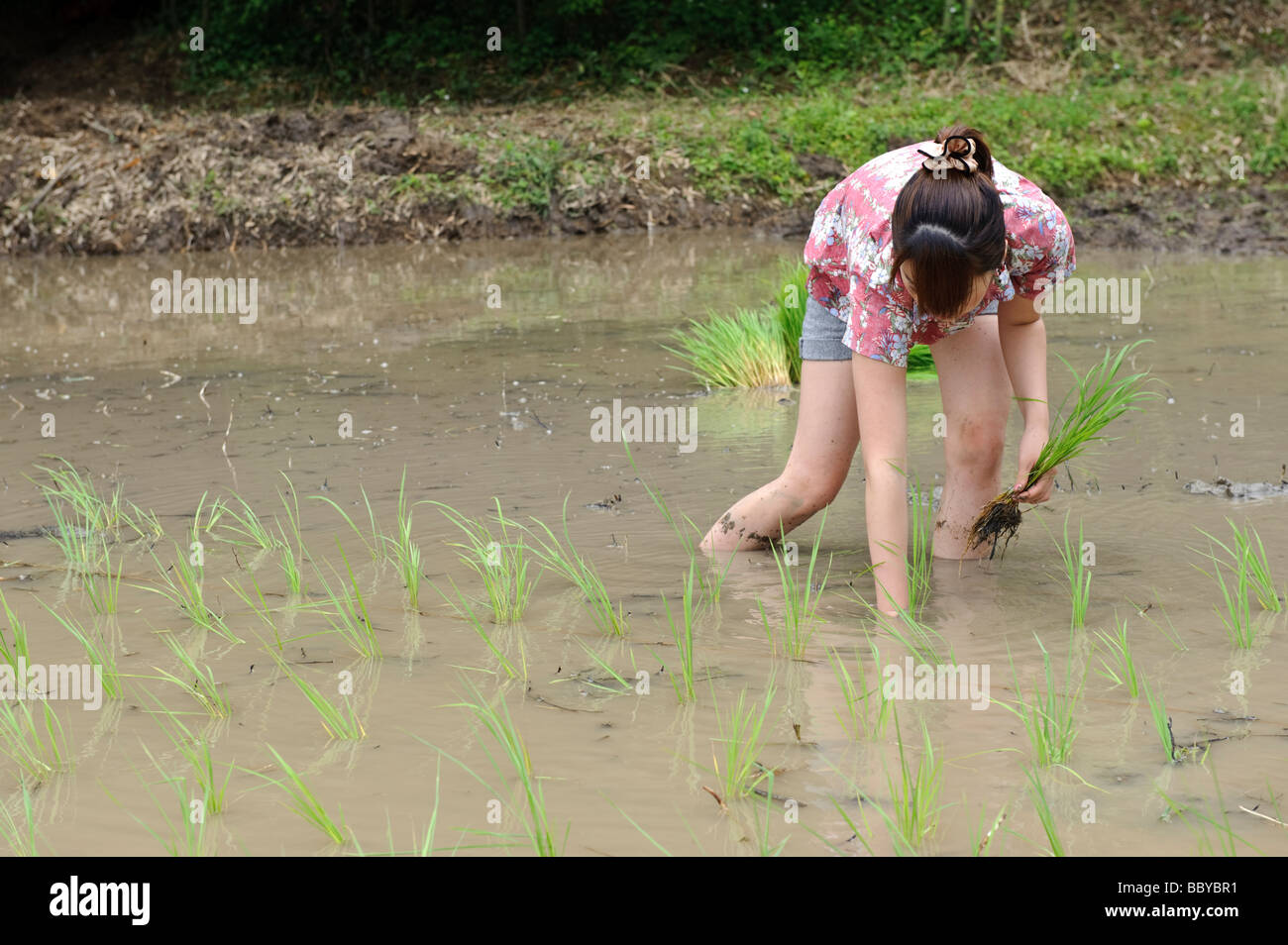 Planting rice in a paddy field belonging to Terada Honke sake brewery ...