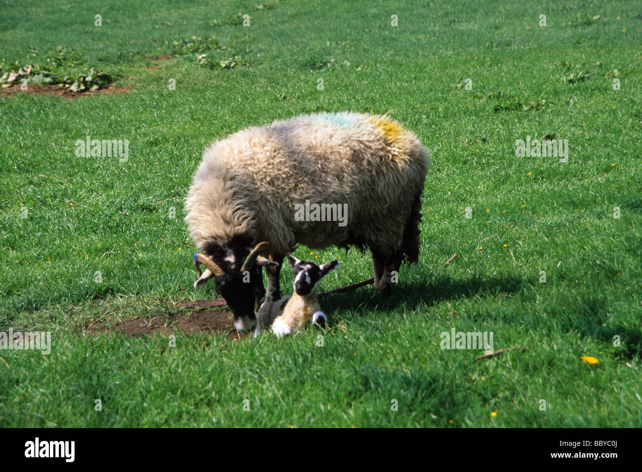 new born spring lamb in meadow with mother yorkshire dales uk Stock ...
