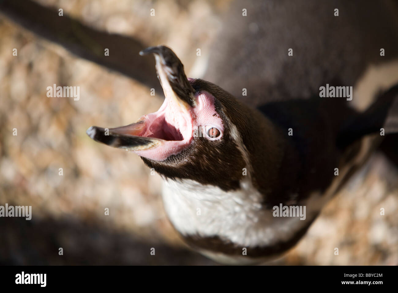 Living penguin hi-res stock photography and images - Alamy