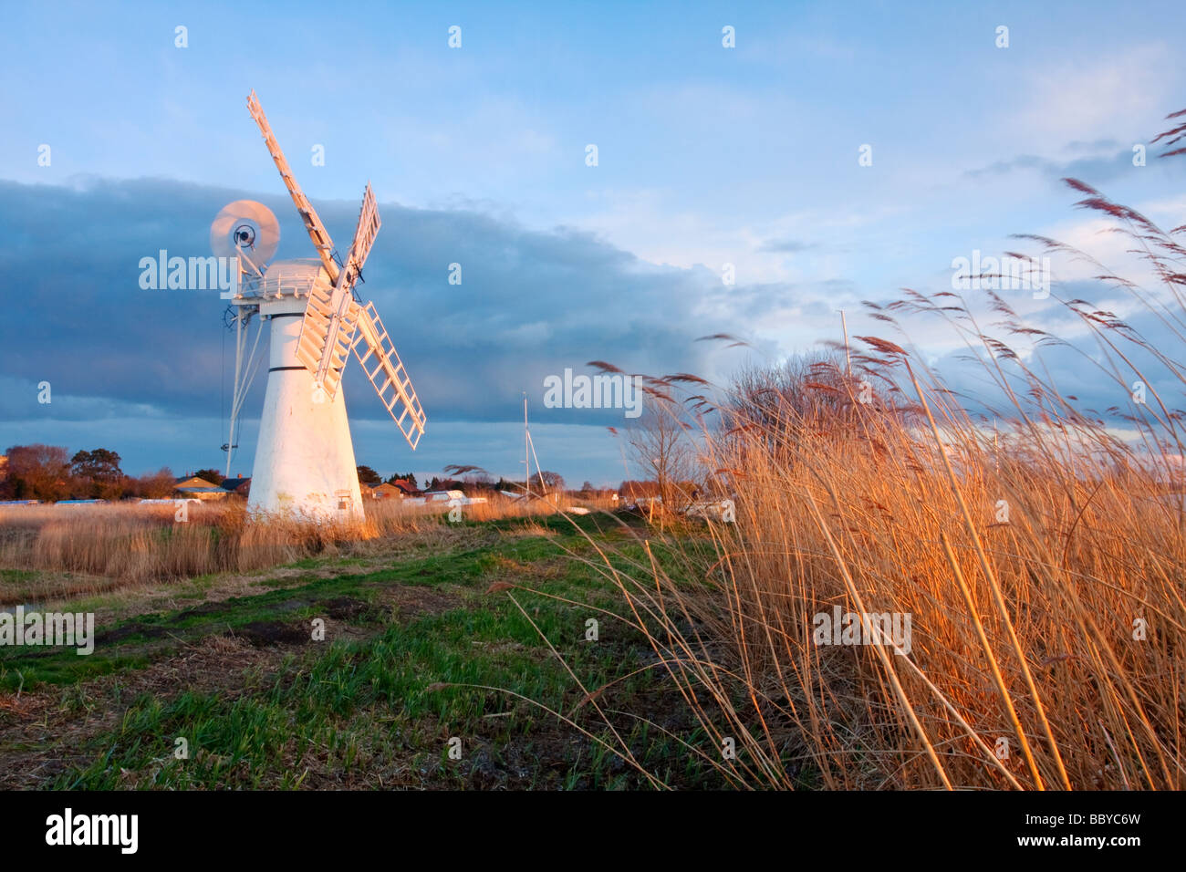 Colourful sedge grass hi-res stock photography and images - Alamy