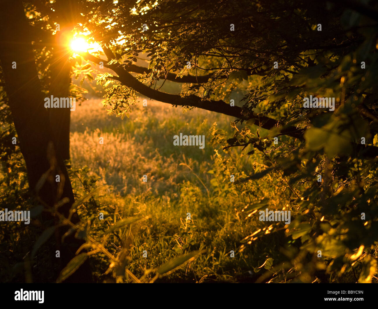 Sunset Tree Shot Stock Photo - Alamy